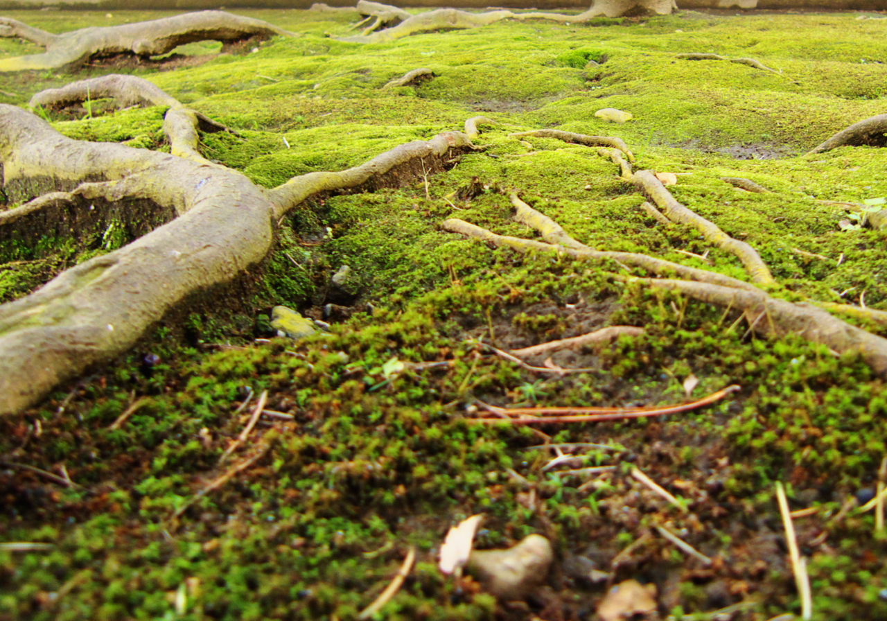 Millennials Unrooted: But For How Long?