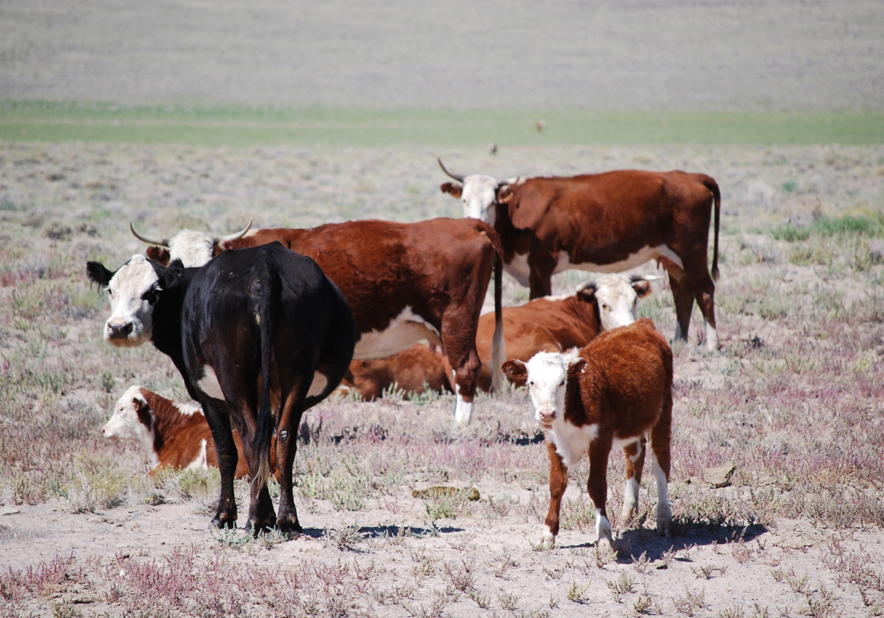 Needed: Realistic Resolutions To The Bundy Ranch Standoff