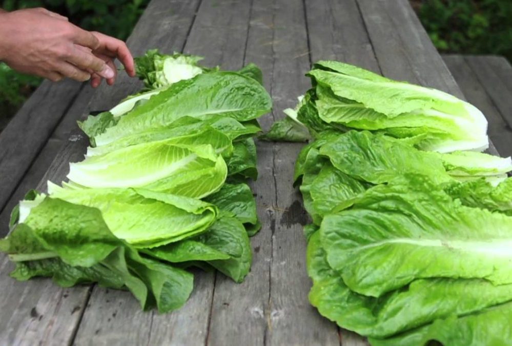 Replace Romaine Lettuce With These 15 Better Options